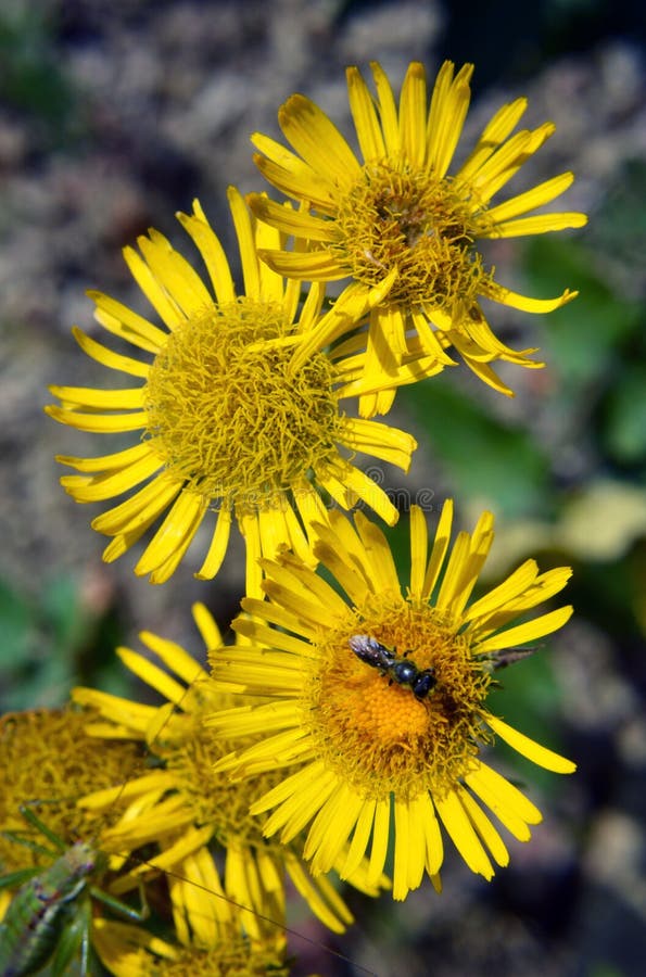 Inula Blooms in the Wild in Summer Stock Image - Image of british ...