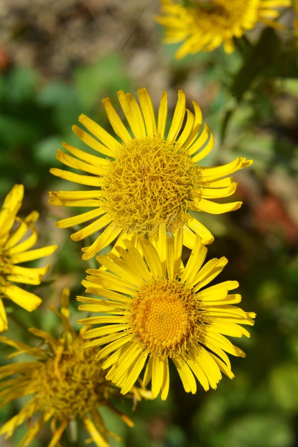 Inula Blooms in the Wild in Summer Stock Photo - Image of blooming ...