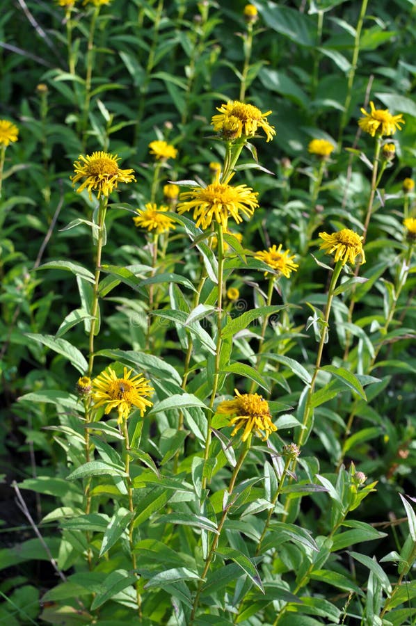 Inula Blooms in the Wild in Summer Stock Photo - Image of helenium ...