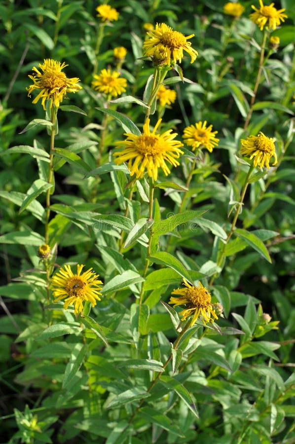 Inula Blooms in the Wild in Summer Stock Image - Image of inula, bloom ...