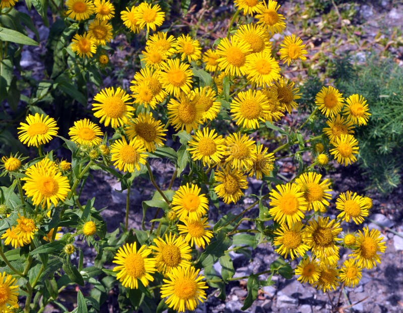 Inula Blooms in the Wild in Summer Stock Image - Image of flowers ...