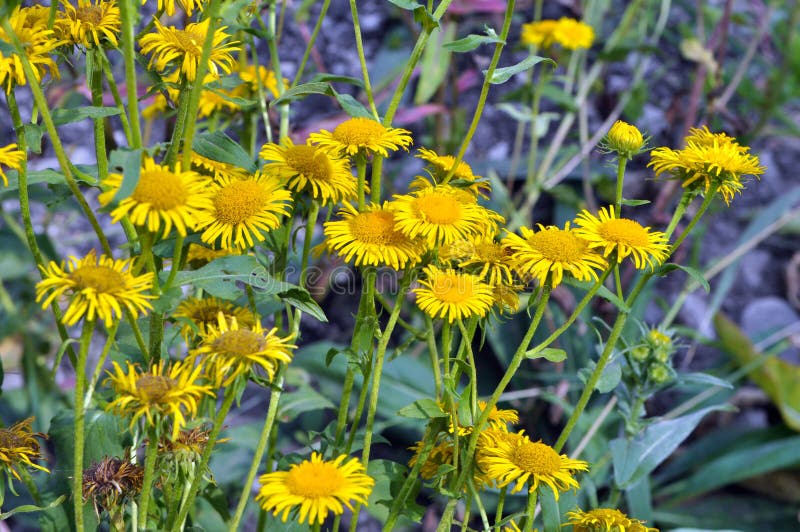 Inula Blooms in the Wild in Summer Stock Photo - Image of gardening ...