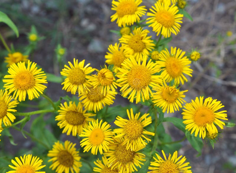 Inula Blooms in the Wild in Summer Stock Photo - Image of herb, green ...
