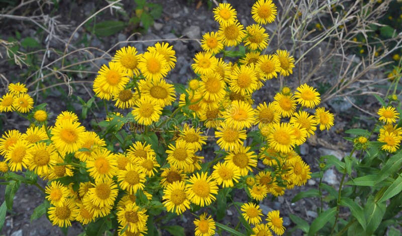 Inula Blooms in the Wild in Summer Stock Photo - Image of inula ...