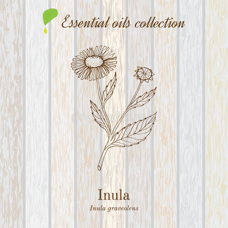 Inula, Essential Oil Label, Aromatic Plant Stock Vector - Illustration ...