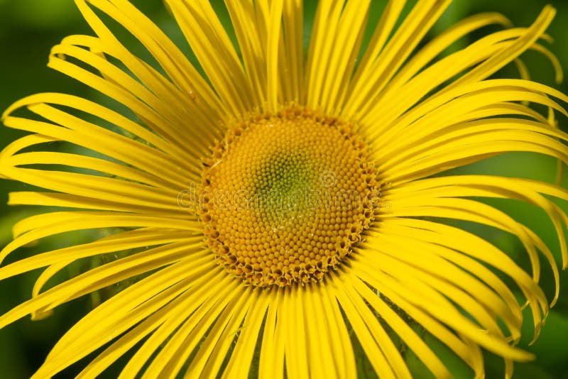 Inula Helenium flower stock photo. Image of heal, gardening - 229118582