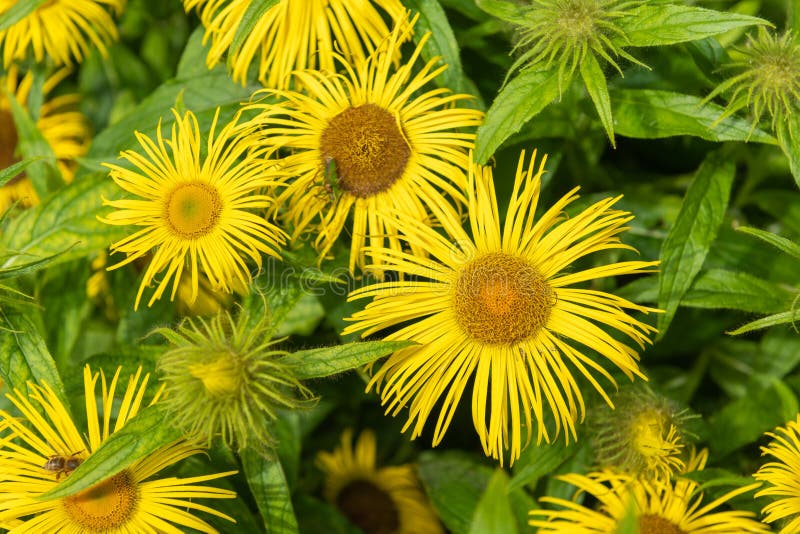 Inula Helenium flowers stock photo. Image of elfdock - 229118304