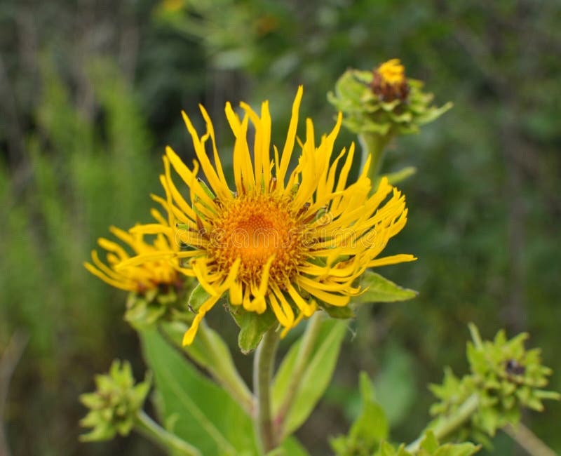Inula Helenium Grows in the Wild Stock Image - Image of yellow ...