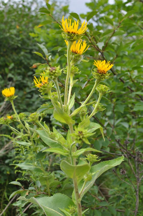 Inula Helenium Grows in the Wild Stock Photo - Image of outdoor, petal ...
