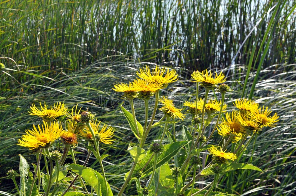 Inula Helenium Grows in the Wild Stock Image - Image of nature, yellow ...