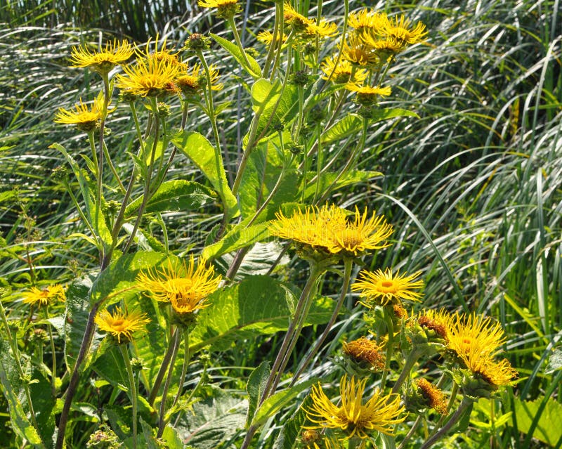 Inula Helenium Grows in the Wild Stock Photo - Image of elfdock, summer ...