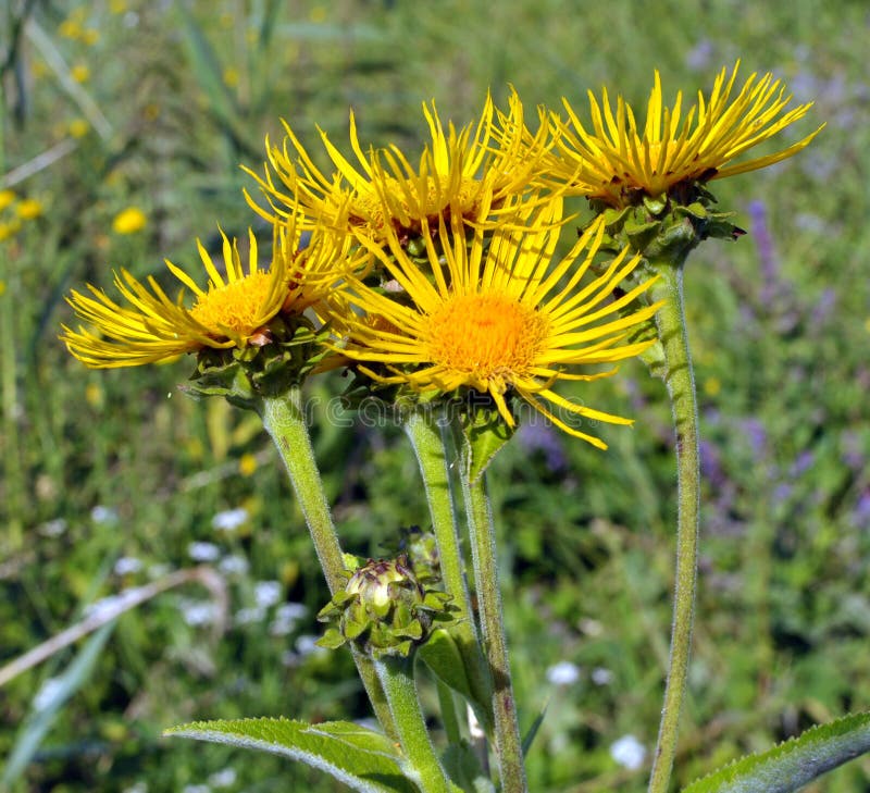 Inula Helenium Grows in the Wild Stock Photo - Image of elfdock, flower ...