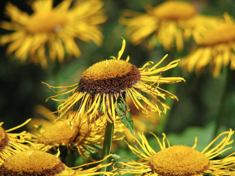 Inula stock image. Image of used, flowers, flower, botany - 98089451