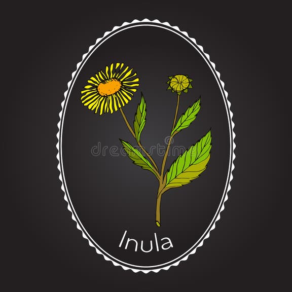 Inula Vector illustratie vector illustratie. Illustration of blad ...