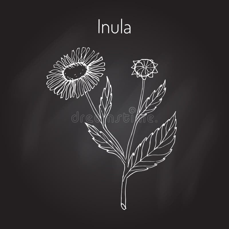 Inula. Vector illustration stock vector. Illustration of plant - 78834199