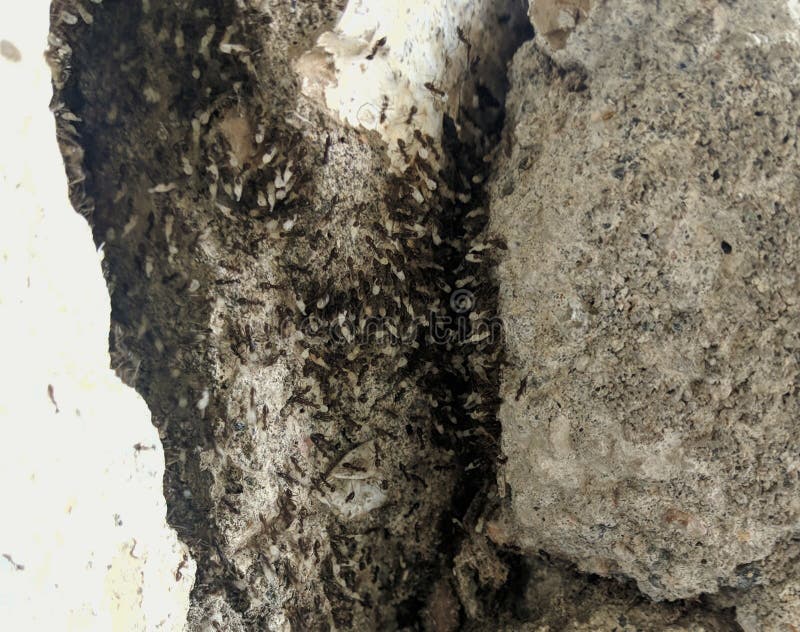 The invasion of the ants stock photo. Image of ants, nature - 76524034