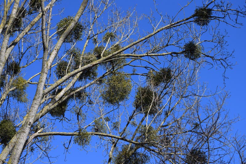 Invasion of Mistletoe stock image. Image of lots, overcast - 241316499
