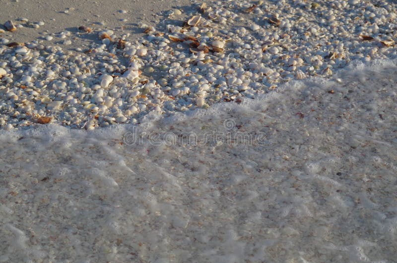 The invasion of a wave stock image. Image of shell, beauty - 114739887