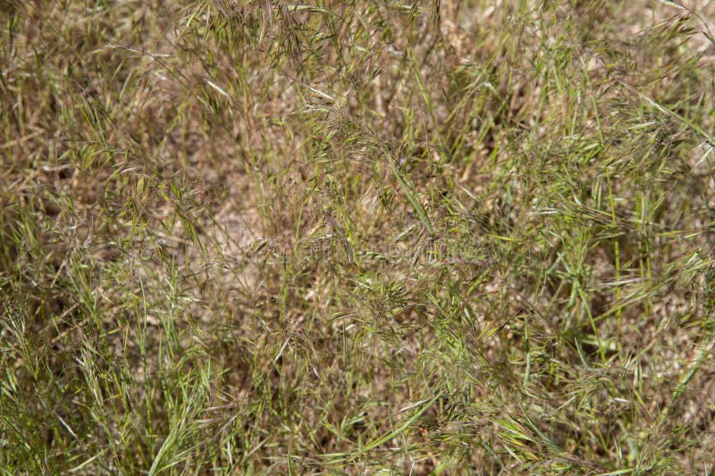 Invasive Cheatgrass in Western U.S. Desert Region Stock Image - Image ...