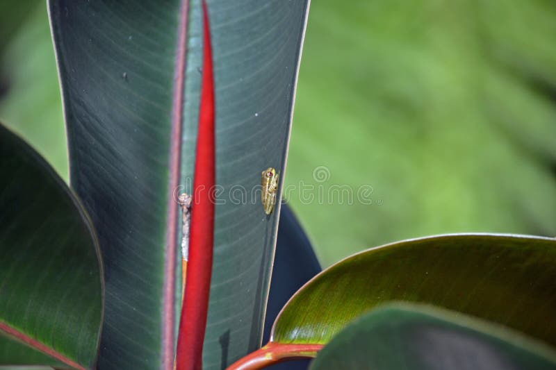 A Rubber Tree Plant with a Tiny Frog Perched on the Left Edge of the ...