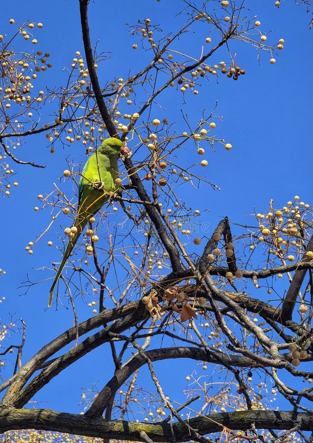 Invasive Green Monk Parakeet Perching on a Tree Against Madrid S Blue ...