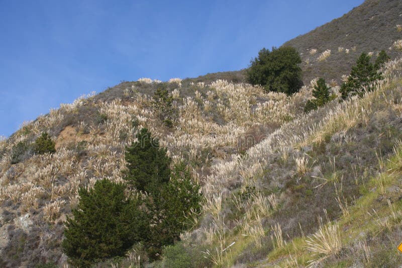 Invasive Pampas Grass in Big Sur California Stock Photo - Image of ...