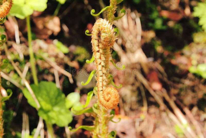 Invasive Plant stock photo. Image of native, damage, danger - 52643668
