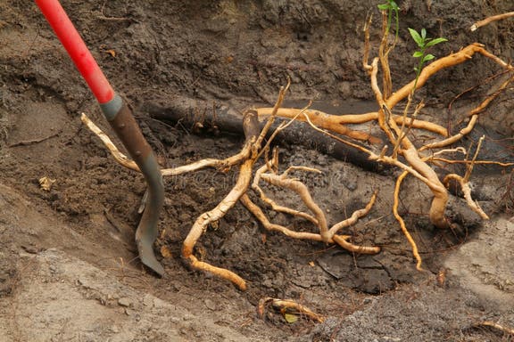 Invasive Roots stock image. Image of gardening, garden - 38303359