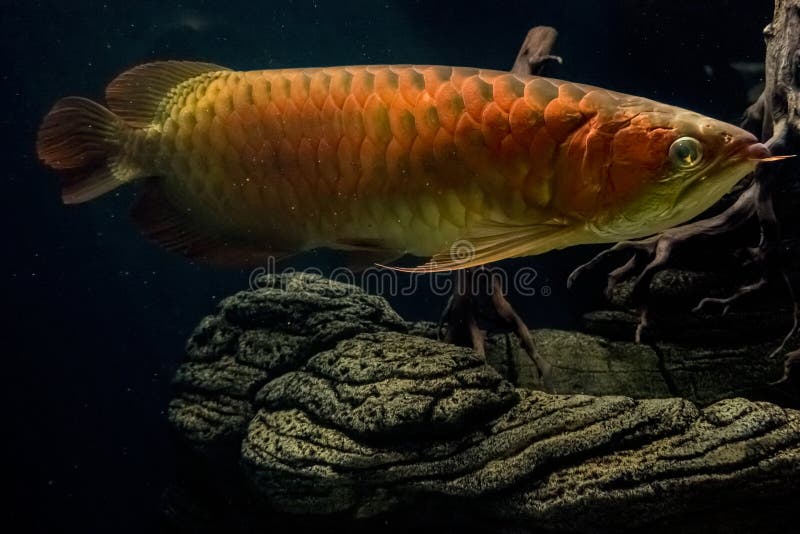 Invasive tropical fish stock image. Image of species - 66636729