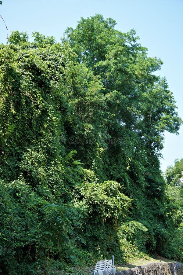 Invasive vines in winter stock photo. Image of grape - 98469202