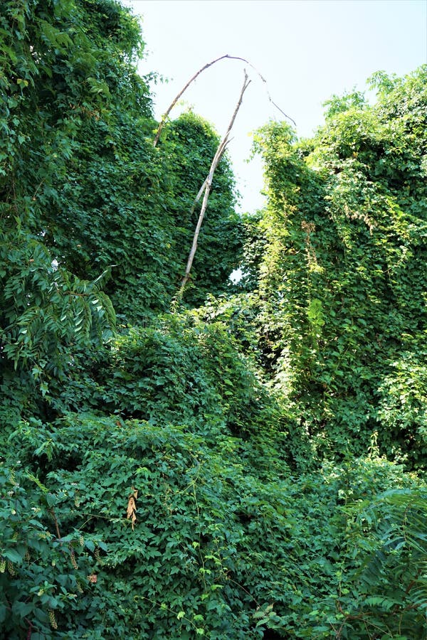 Invasive vines in summer stock photo. Image of cutters - 98468976