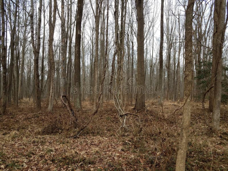 Invasive Vines on Tree in Forest or Woods Stock Image - Image of woods ...