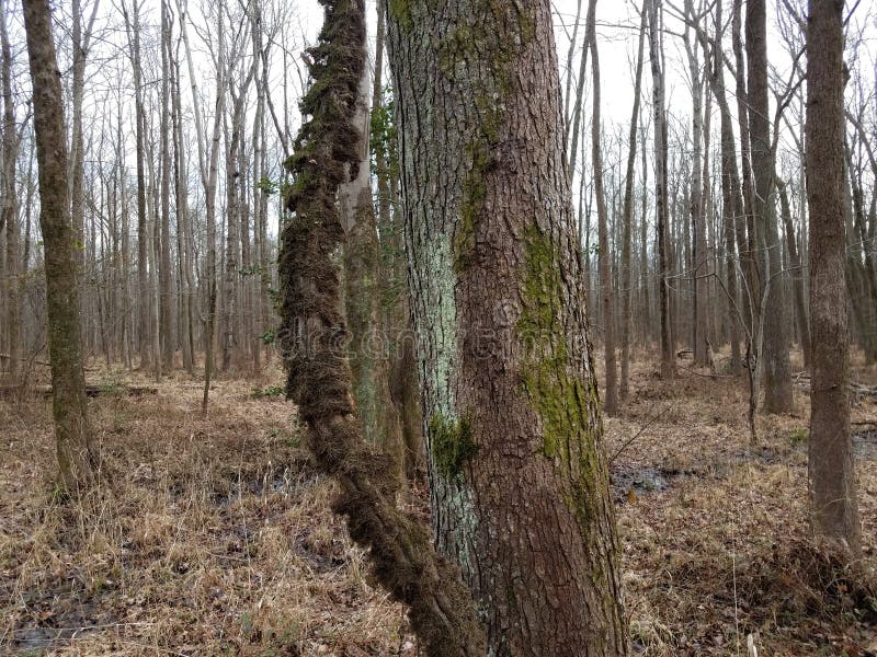 Invasive Vines on Tree in Forest or Woods Stock Image - Image of pest ...