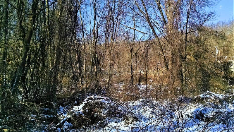 Invasive vines in winter stock photo. Image of grape - 98469202