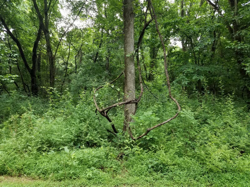 Invasive Vines Wrapped Around Tree in Forest or Woods Stock Photo ...