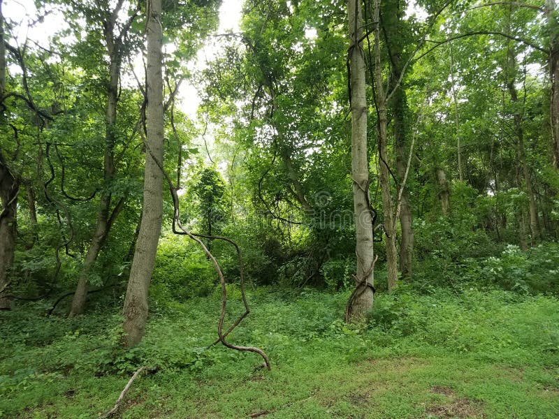 Invasive Vines Wrapped Around Trees in Forest or Woods Stock Image ...