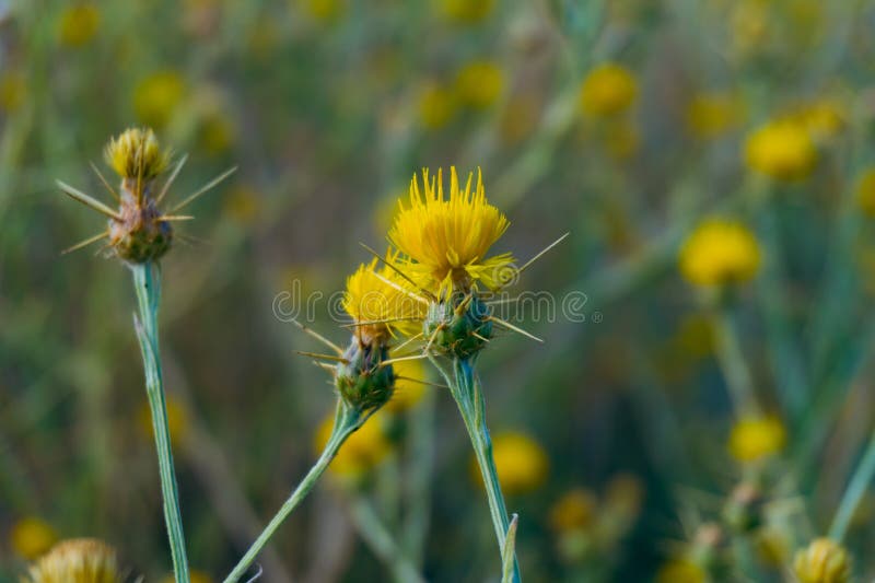 Invasive Yellow Star Thistle in Bloom Stock Photo - Image of yellow ...
