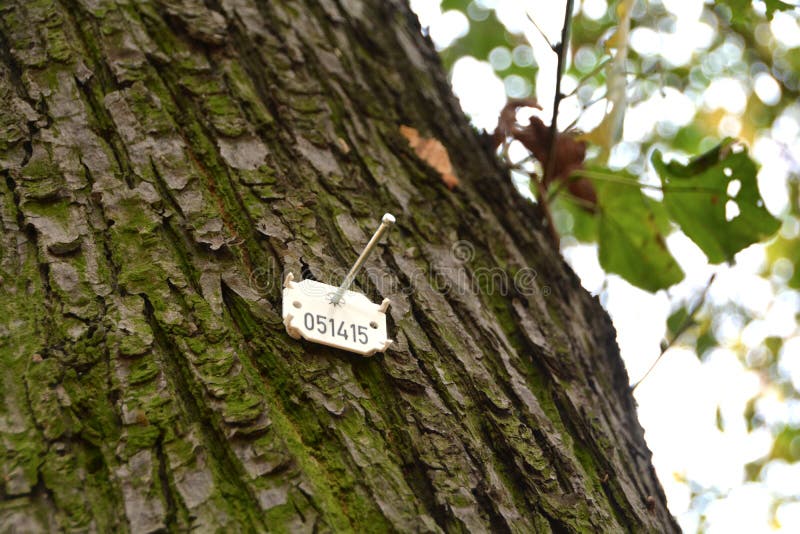 Signs on a Tree stock image. Image of show, arrows, tree - 5025657
