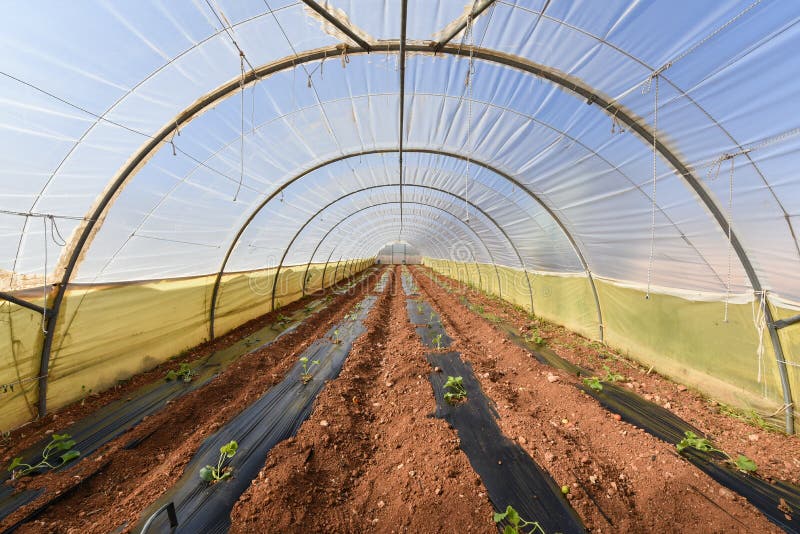 Invernadero imagen de archivo. Imagen de exterior, vida - 54881095