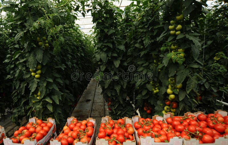 Invernadero del tomate imagen de archivo. Imagen de cosecha - 47218121
