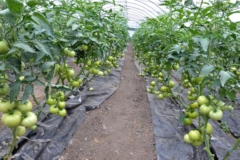 Invernadero Para Los Tomates Crecientes Imagen de archivo - Imagen de ...