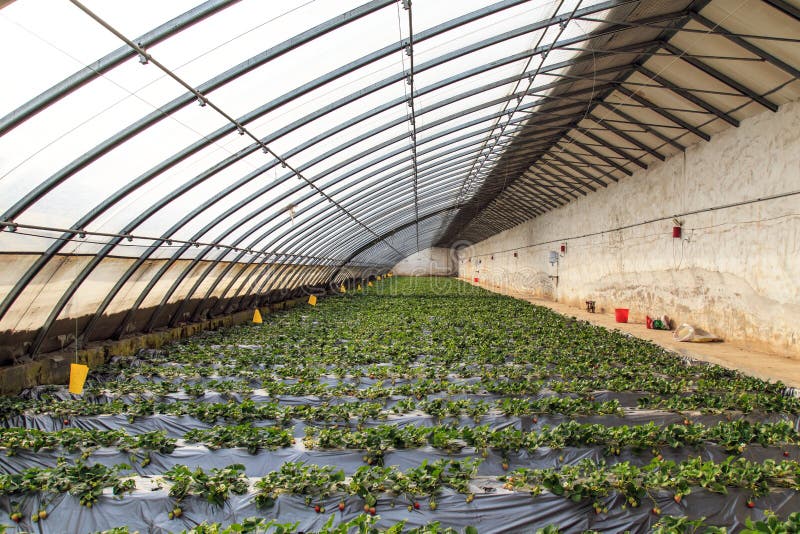 Fresa en los invernaderos foto de archivo. Imagen de invernaderos ...