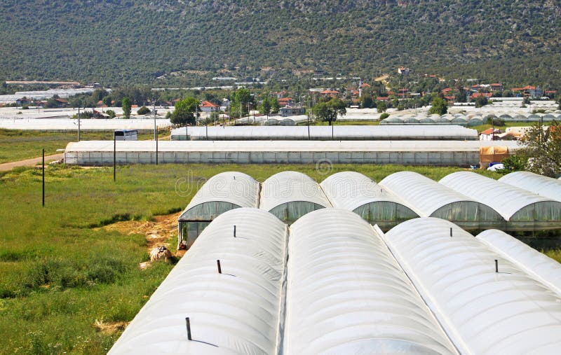 Granja Con Invernaderos En La Provincia De Alajuela, Costa Rica Foto de ...