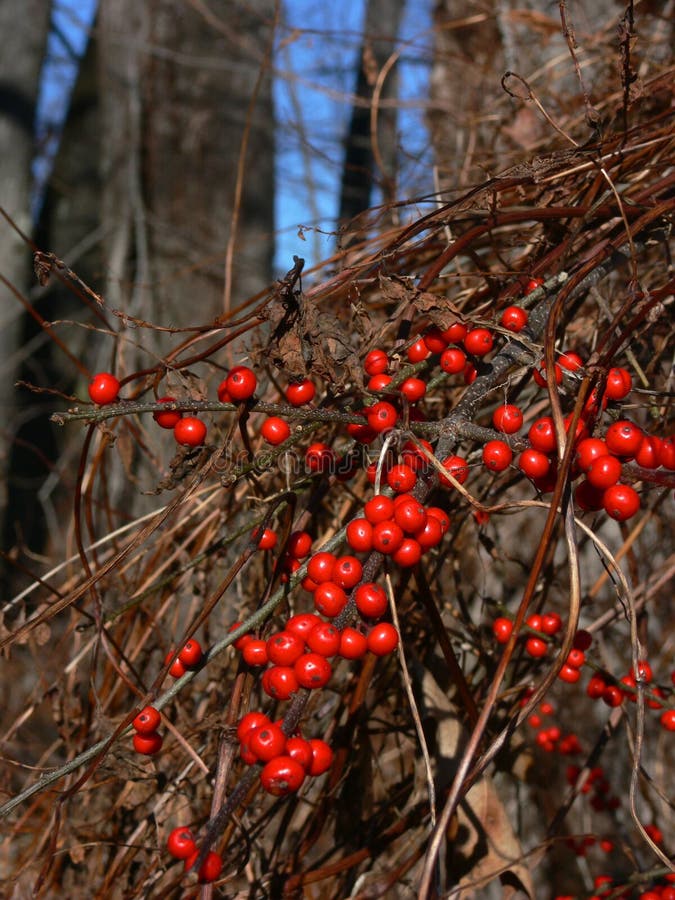 Inverno: bacche rosse fotografia stock. Immagine di bacche - 17161386