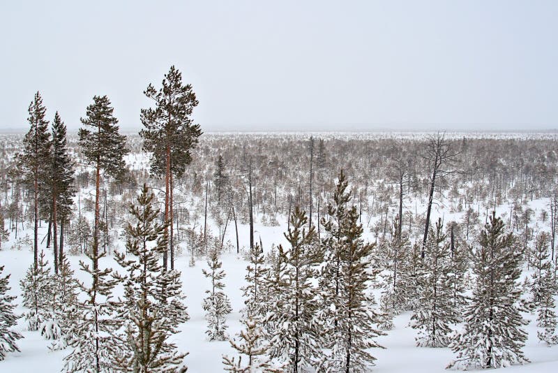 Inverno na taiga foto de stock. Imagem de geada, terra - 14046748