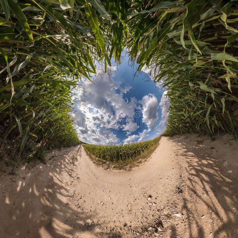 360 Corn Field Stock Photos - Free & Royalty-Free Stock Photos from ...