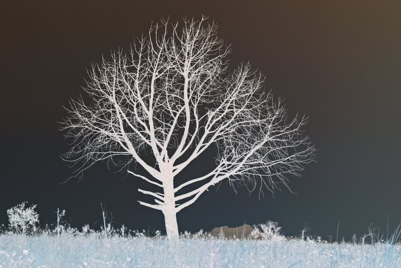 Invert of Bare Tree on Grassland Stock Photo - Image of brown, leafless ...