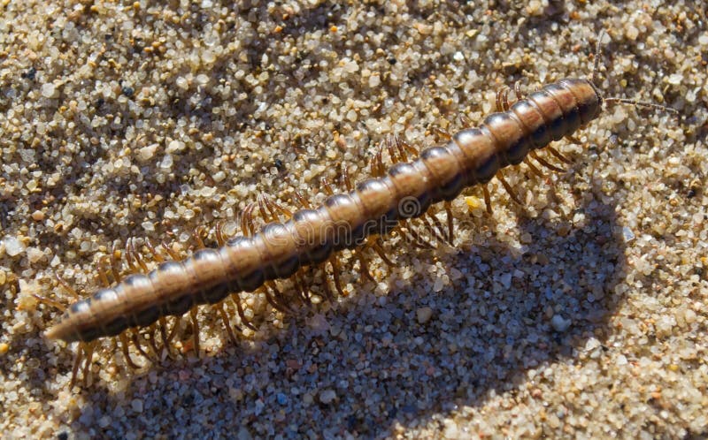 Invertebrate, Ringed Worm, Organism, Soil Picture. Image: 121556905