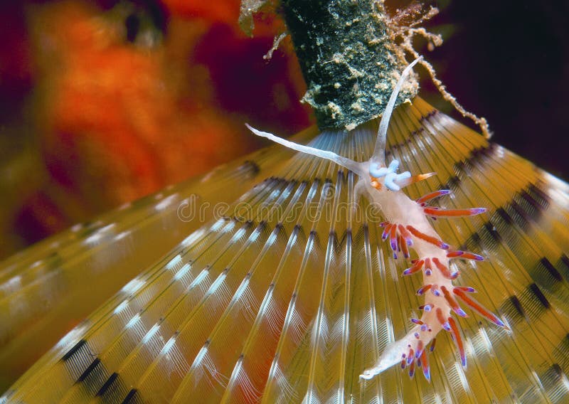 Invertebrate stock image. Image of nature, invertebrate - 67285605