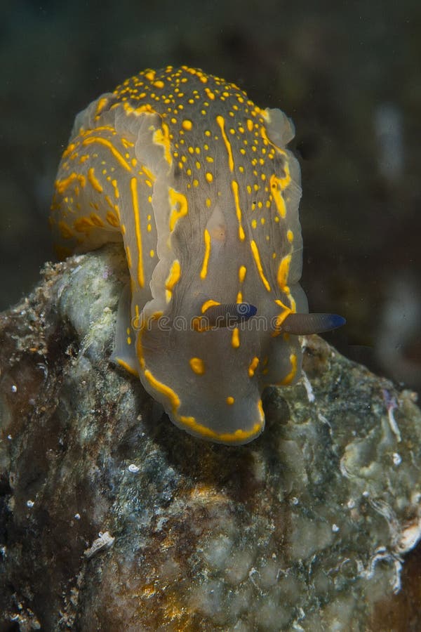 Invertebrate Yellow Walking on the Sponge Stock Image - Image of fauna ...